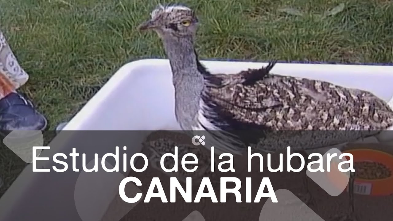 La hubara canaria, una especie en peligro de extinción - YouTube