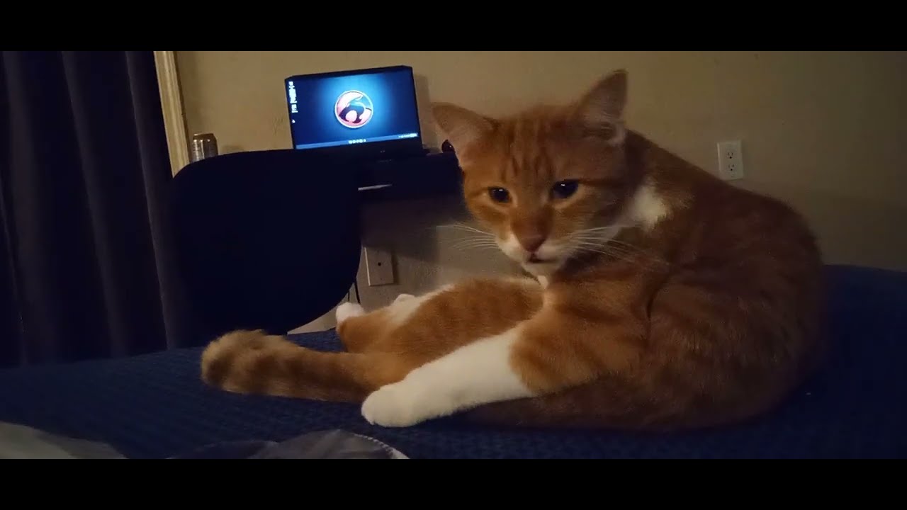 My lazy cat grooming. lol - YouTube