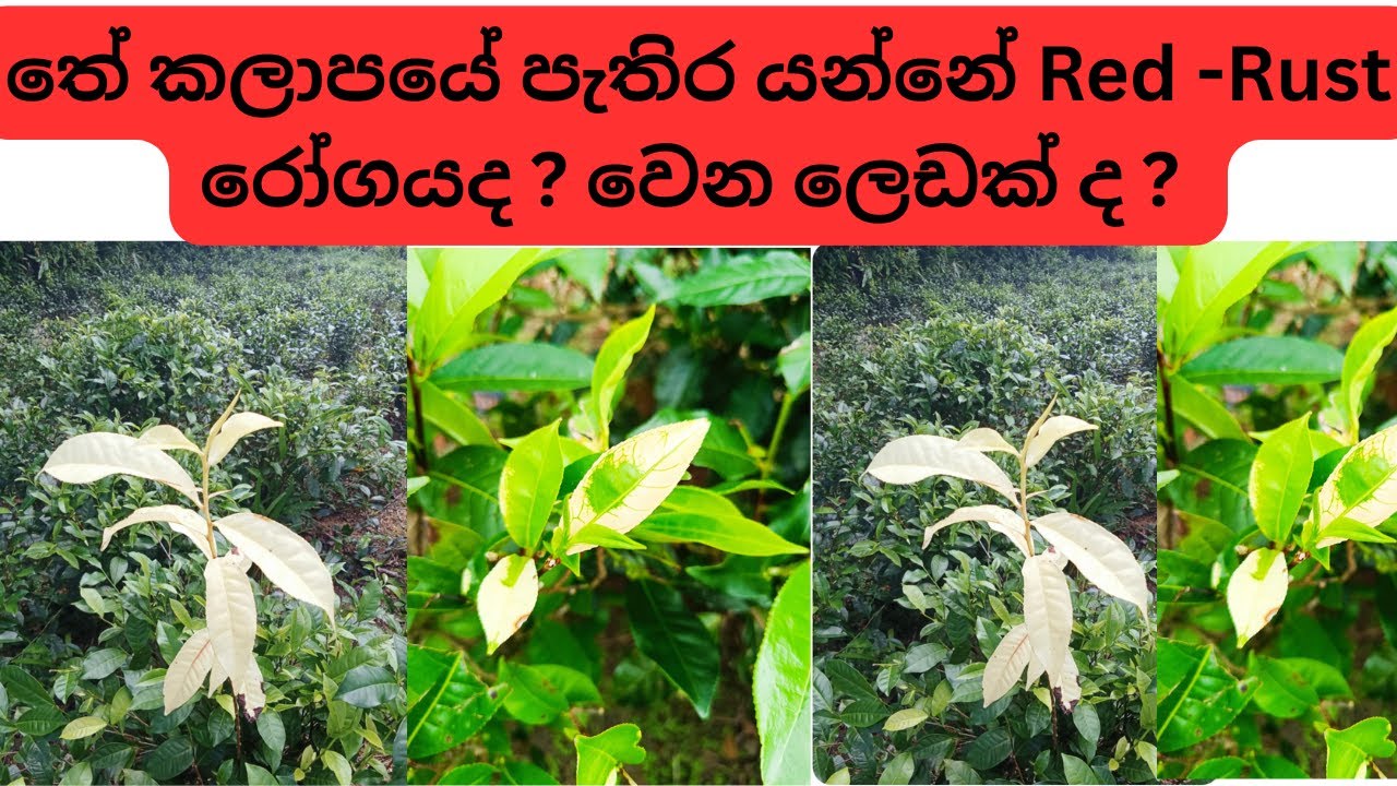 රතු මලකඩ රෝගයද ? වෙන ප්‍රශ්නයක් ද ? | Red-Rust Disease or Other issue ...