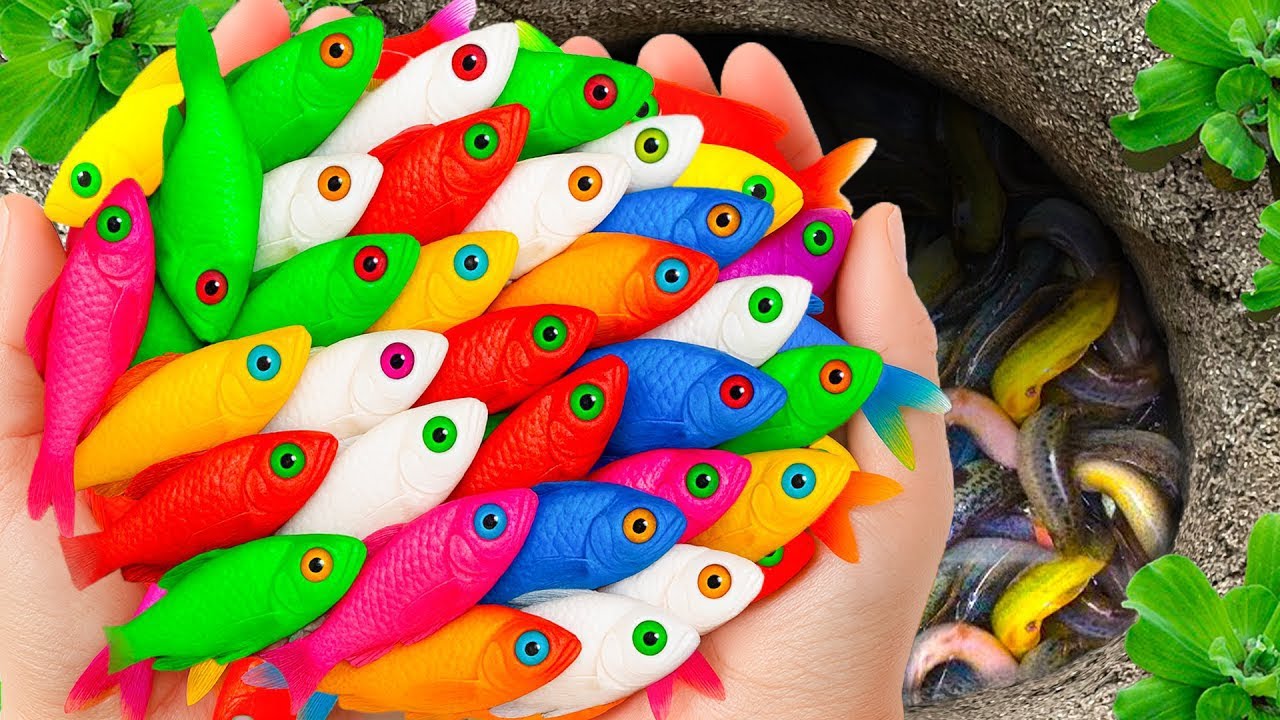 Catch Beautiful Freshwater Aquarium Fish in Flood Fields After Storm ...