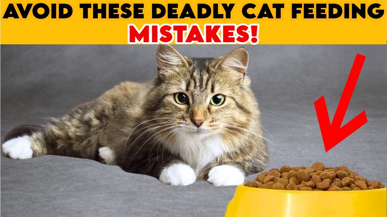 8 Critical Cat Feeding MISTAKES | Avoid These Cat Care Mistakes for a ...