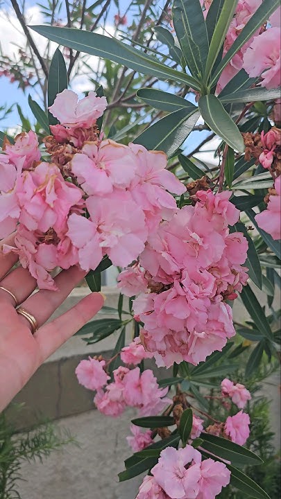 Куст Олеандр! - YouTube