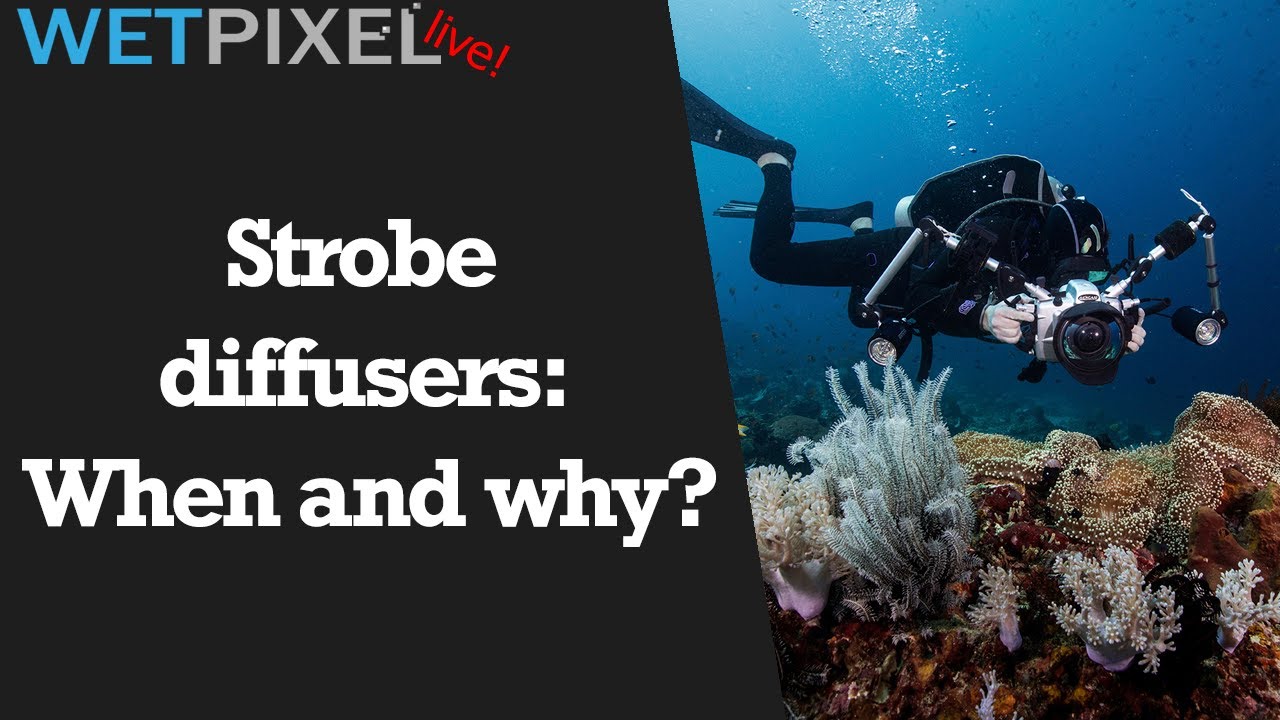 Strobe Diffusers: When and Why Underwater Photographers should use them ...