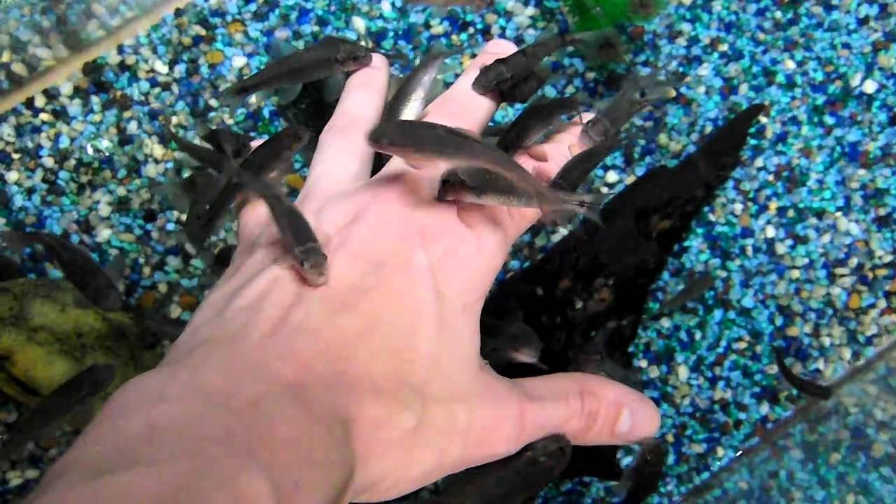 Doctor Fish - St Louis City Museum [HD!] - YouTube
