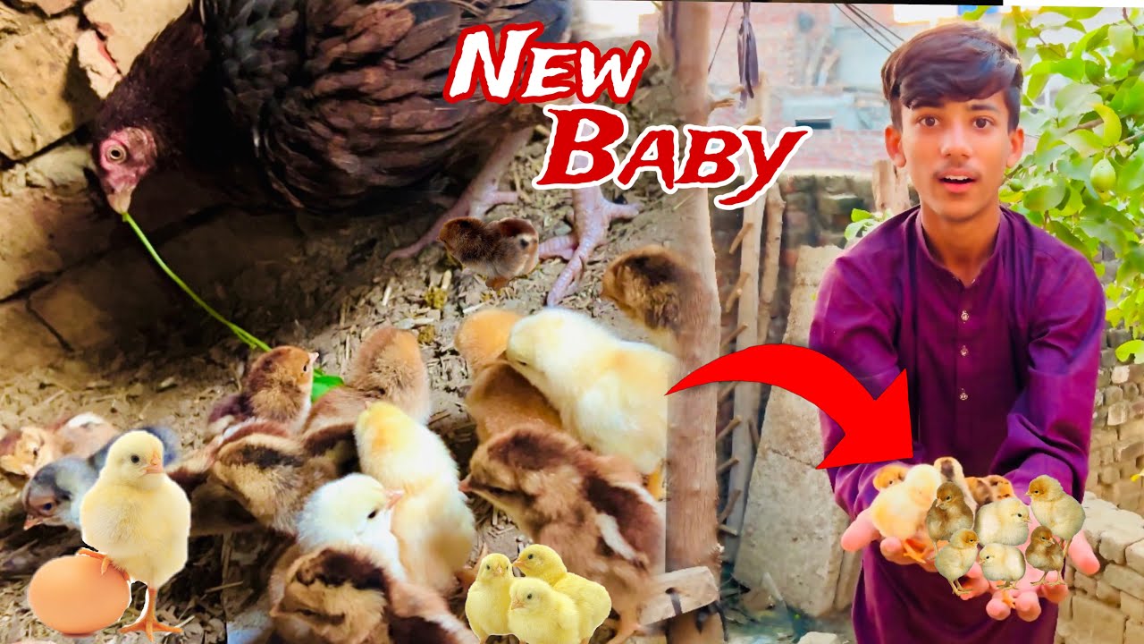 Hen Ka Baby 🐣Nikal ay 🐥 Abdullah jutt - YouTube