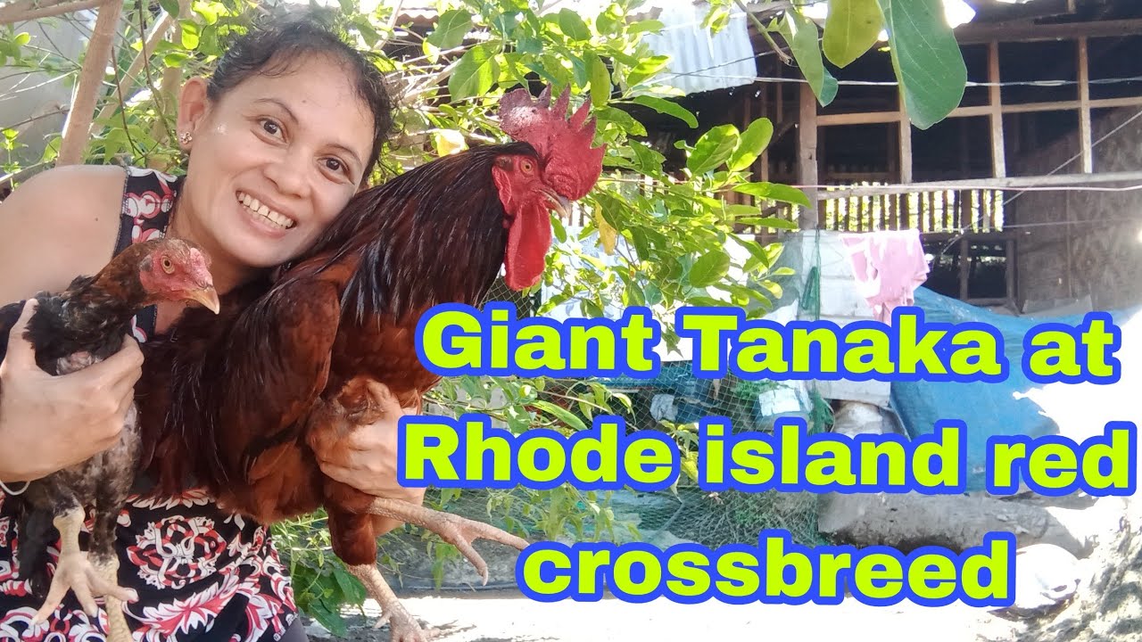 Giant Tanaka at Rhode island red crossbreed natin ano kaya ang resulta ...