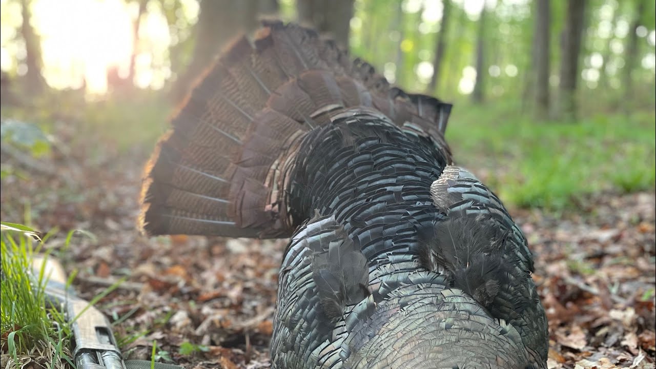 2022 Michigan turkey - YouTube