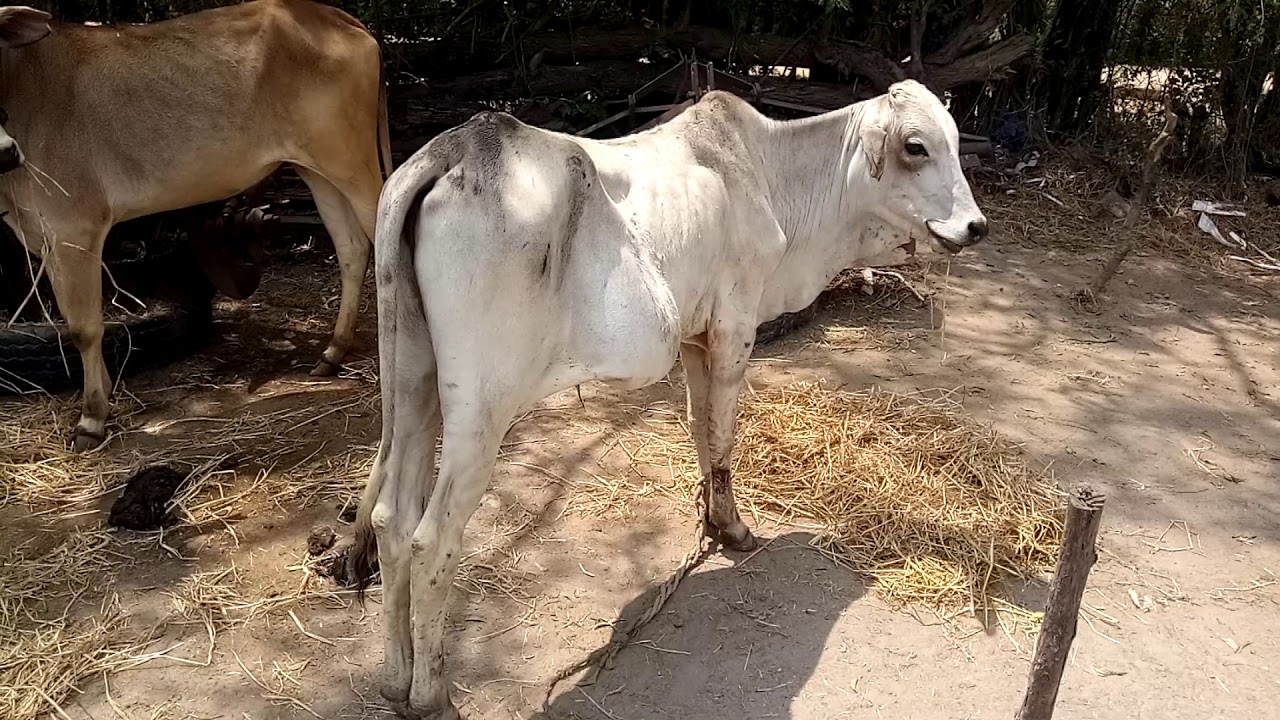 Abdominal (lateral) Hernia in cattle - YouTube