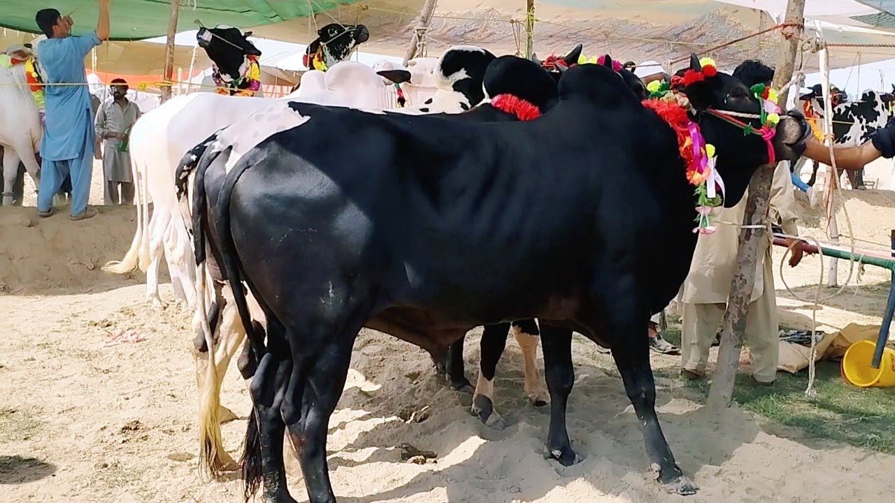 Gondal Mandi latest update june 2023! Fatehjhangi and Cross Bulls ...
