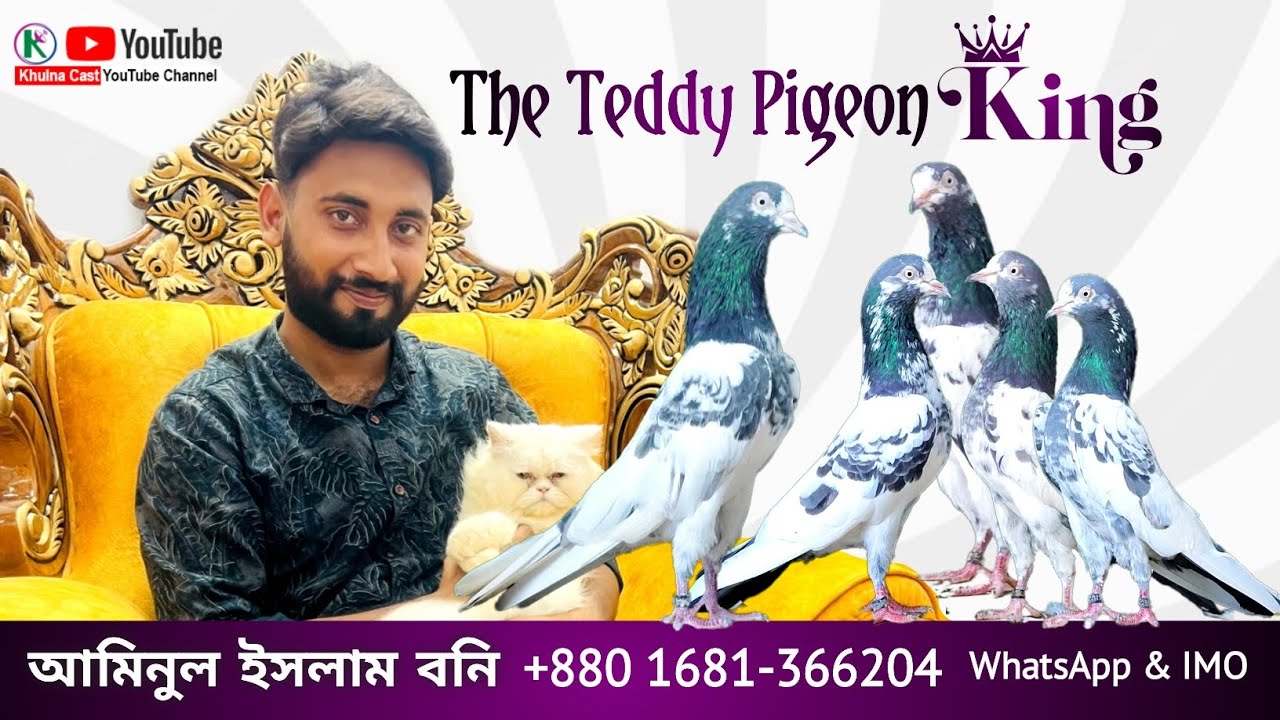 The Teddy Pigeon King ।। টেডি কবুতরের লফ্ট।। ইমপোর্টেড ব্লাড লাইন এর ...