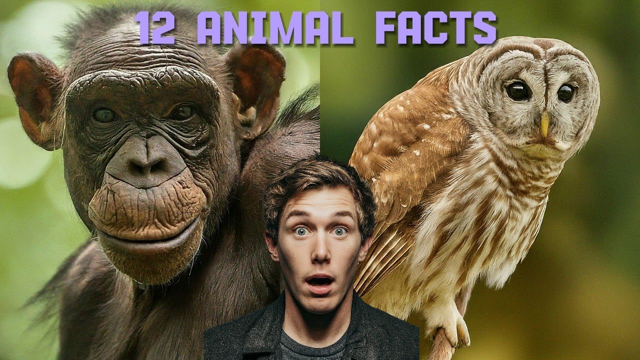 These Animal Facts You Need To Know!! - YouTube