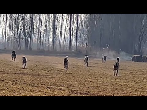 SERDAR ABİ 20 KUZU ALDI- BENİ TANIMAYINCA ÜSTÜME GELDİ KÖPEKLER - YouTube