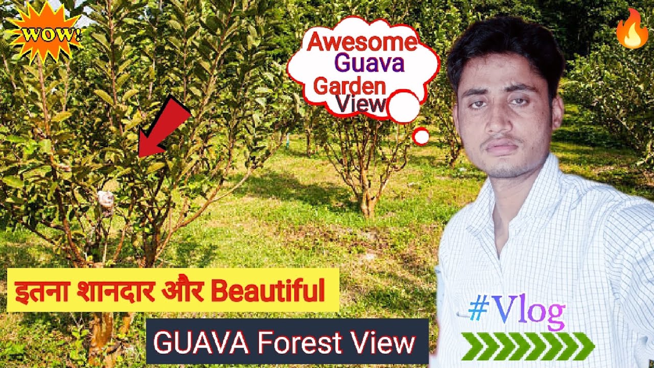 Guava Forest 🍐का शानदार और Beautiful 😱 दृश्य बहुत ही खूबसूरती से भरा ...