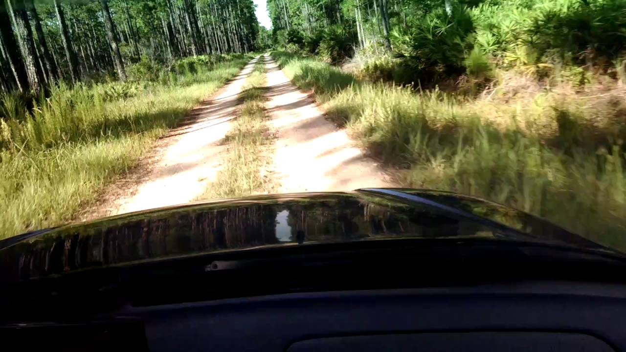 03 Outback Goethe State Forest Florida - YouTube