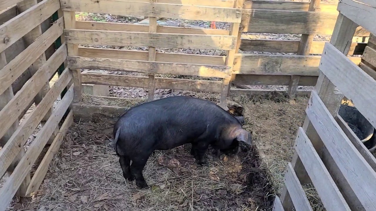 our amazing pig pen - YouTube