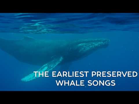 Earliest preserved whale song discovered in the WHOI archives