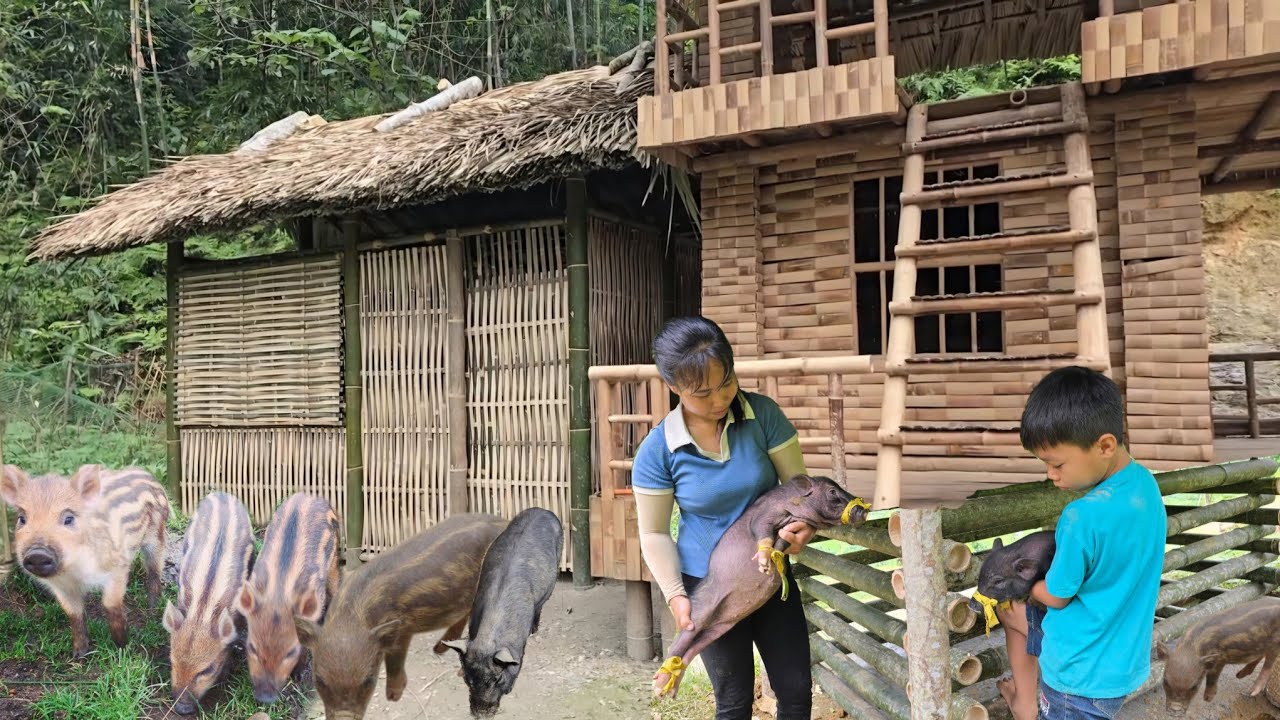 Single mother and son build a bamboo pig pen from start to finish - pig ...
