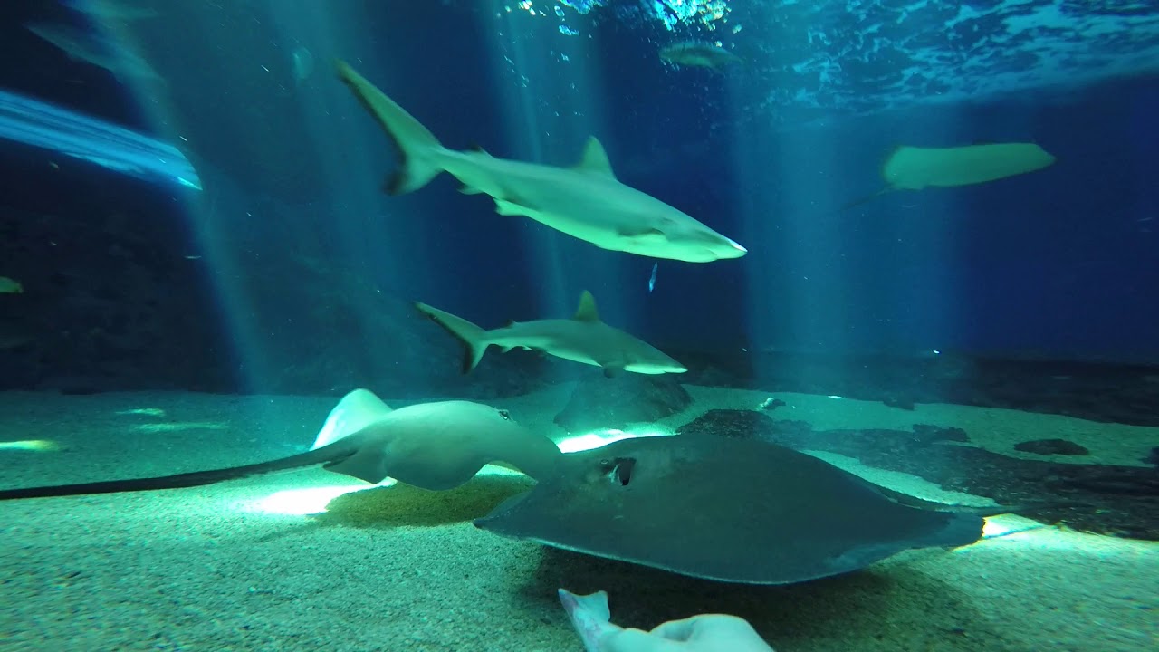 Maui Ocean center Shark Dive part 1 - YouTube