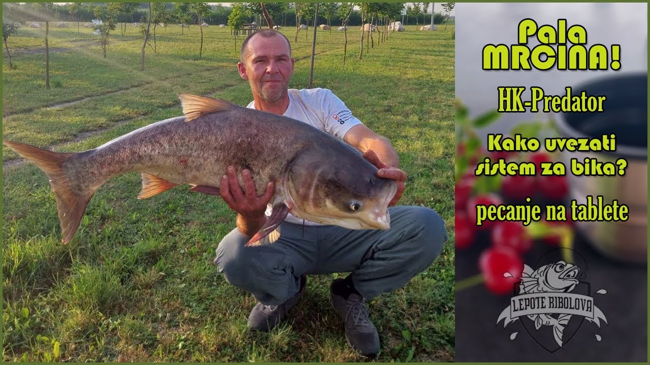 Lepote ribolova ep. 29 - Kanalska MRCINA NAD MRCINAMA! | Kako montirati ...