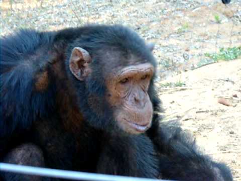 Chimp Eden 9/09-Alpha male strutting his stuff - YouTube