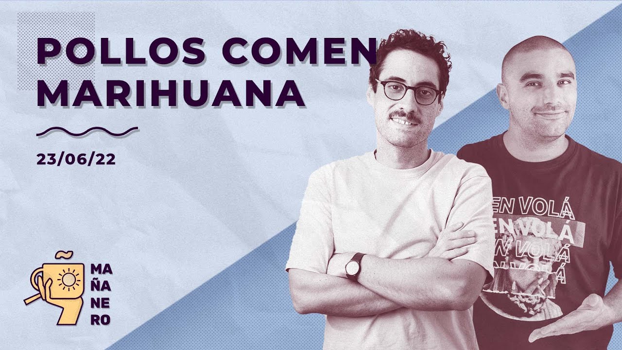 POLLOS COMEN MARIHUANA / MAÑANERO EL MATINAL - YouTube