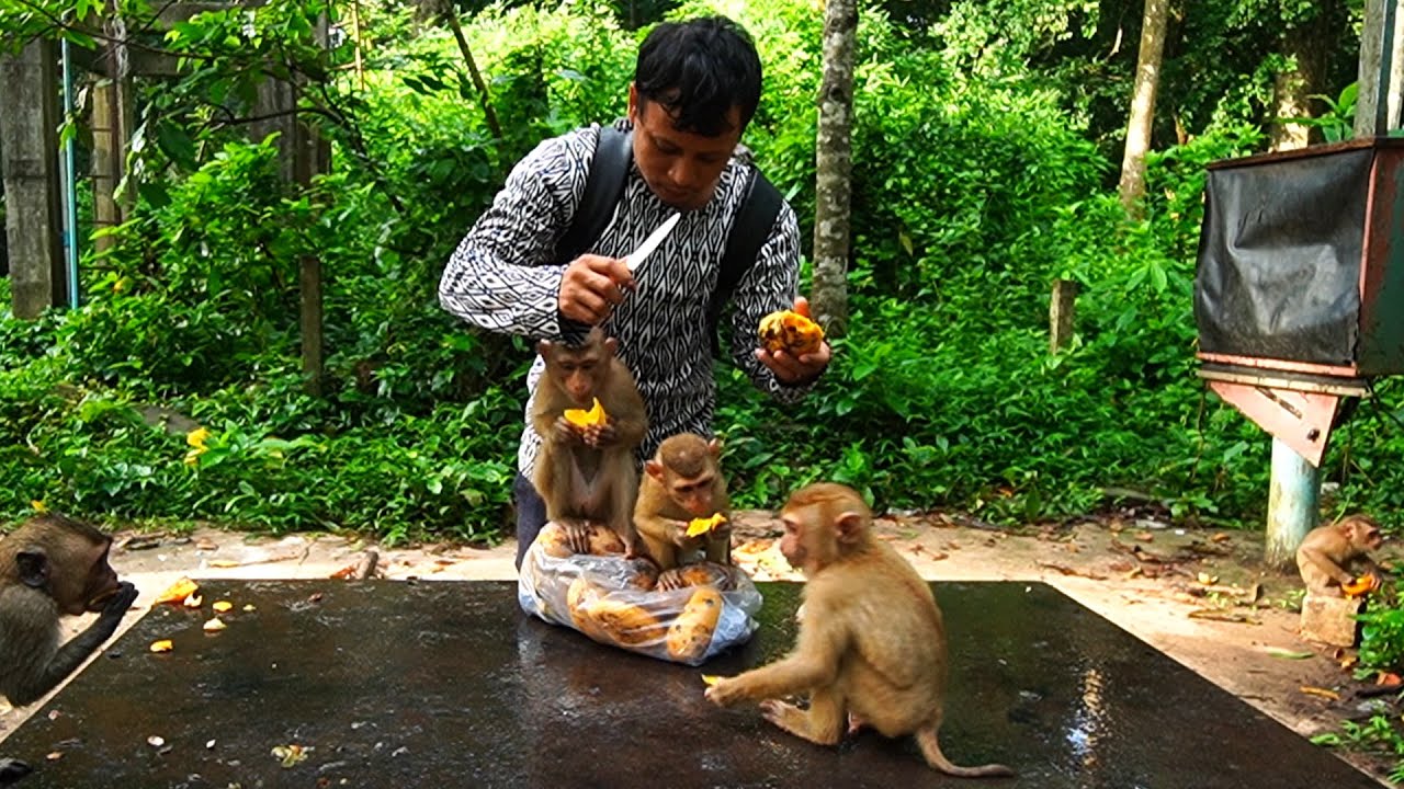 C0866We are walking to share food to monkeys eating as breakfast - YouTube
