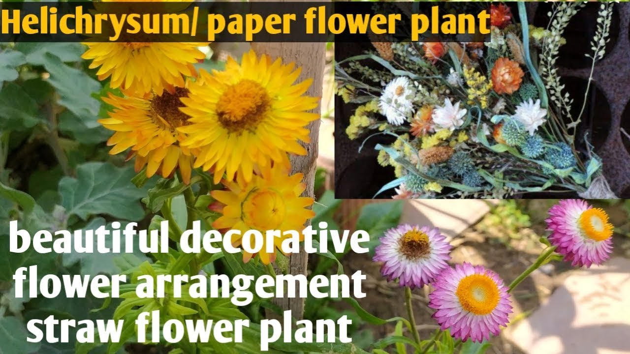 Helichrysum / straw flower/ paper daisy flower/ golden everlasting ...
