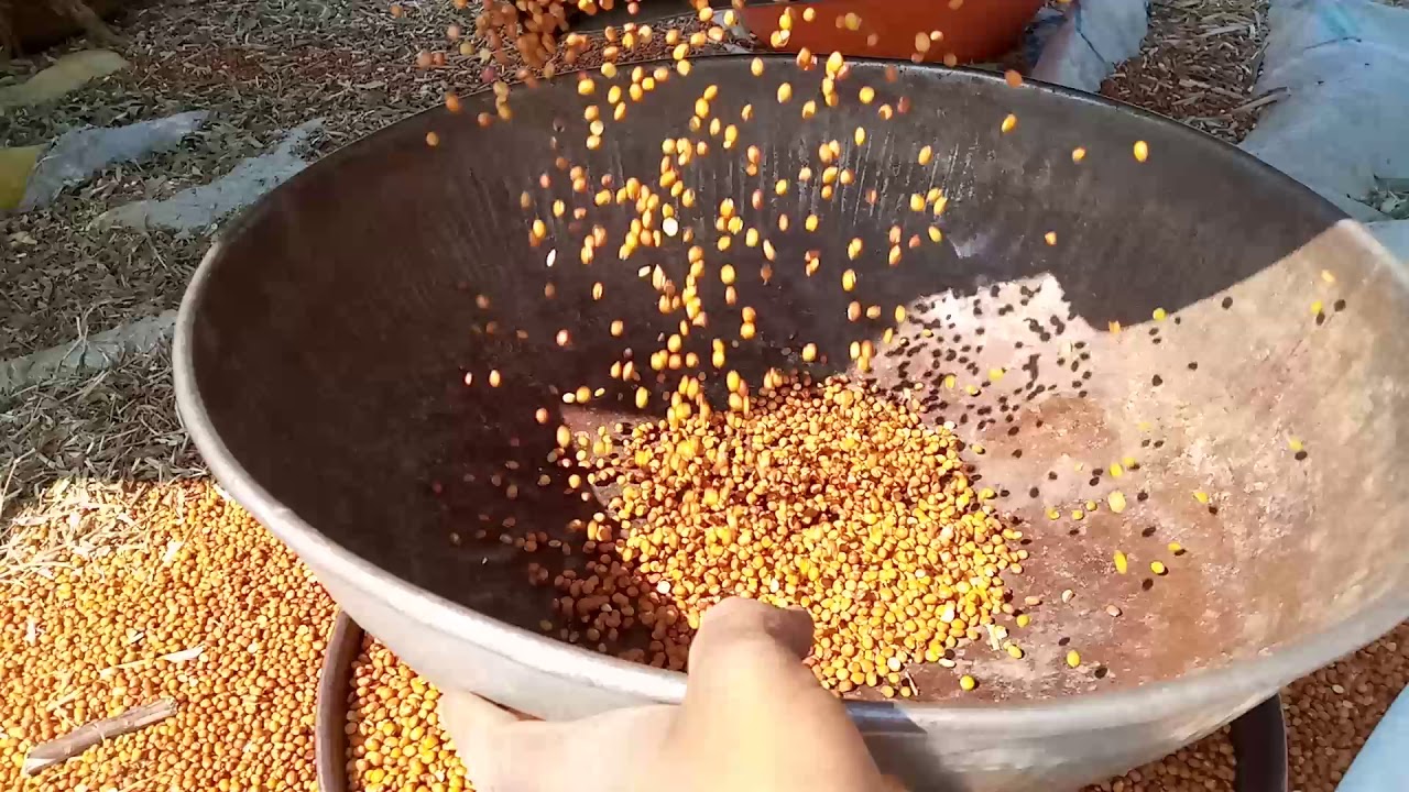 Red Gram Harvesting - YouTube