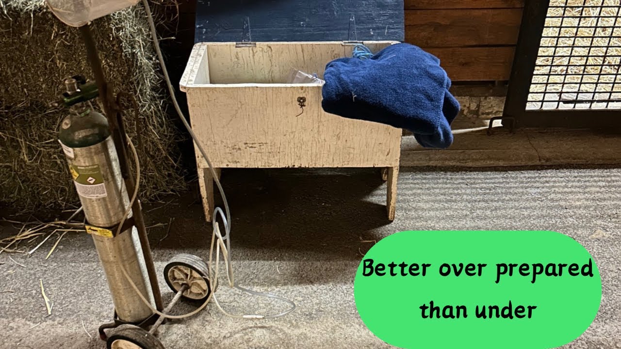 My Foaling Box and the Foaling Process - YouTube