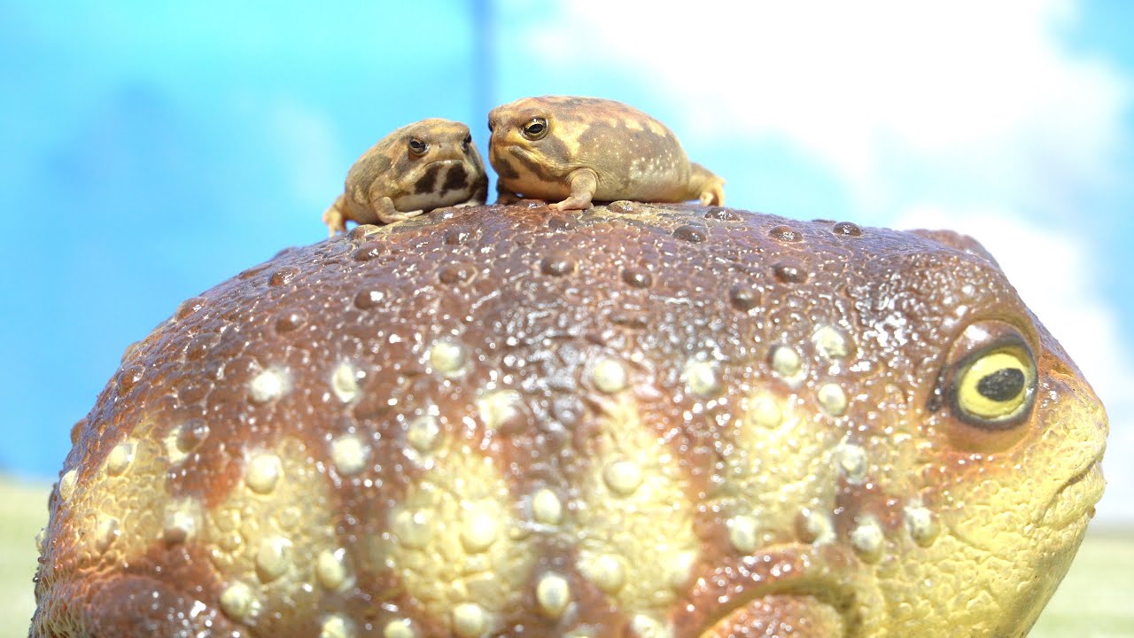 Rain frogs Happy 4th Adoptaversary! 🥳 - YouTube