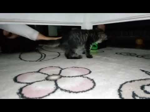 bie minnoşun harika mutluluğu (video bana aittir 😘)