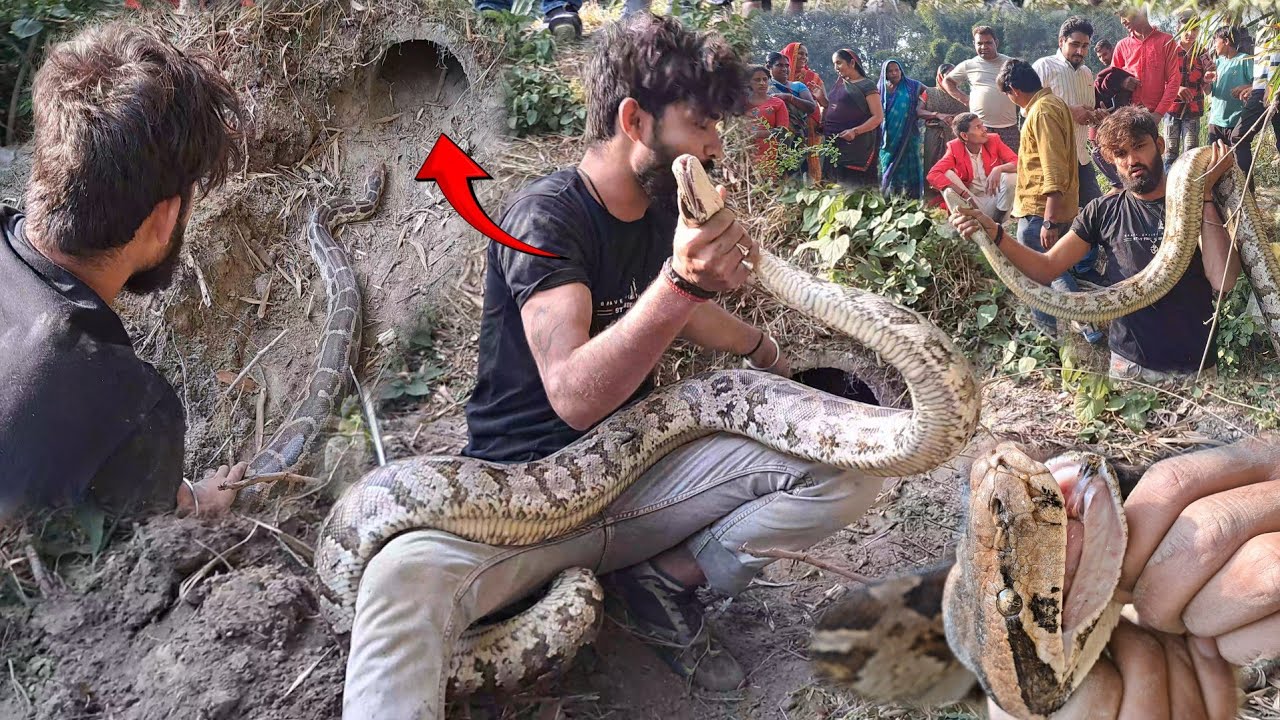 विशालकाय अजगर के डर से पूरे गांव में आतंक का माहौल😱😱 big size rock python, big size ajgar, snake ...