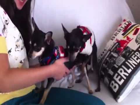 Chihuahua mating with Chipin