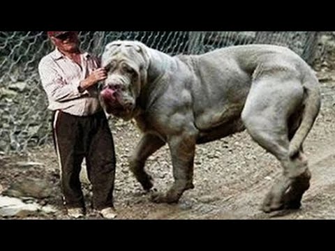 10 Largest Dogs in the World