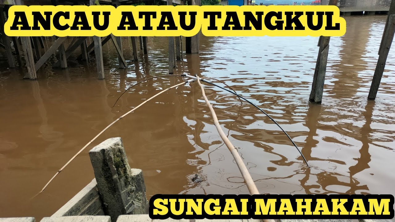 MENANGKAP IKAN MENGGUNAKAN ANCAU / TANGKUL ‼️ SUNGAI MAHAKAM - YouTube