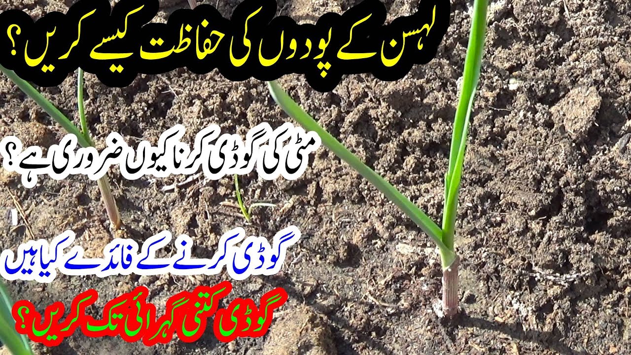 Garlic Plant Growing Tips | Lehsan Plants Ki Hifazat Kese Krain ...