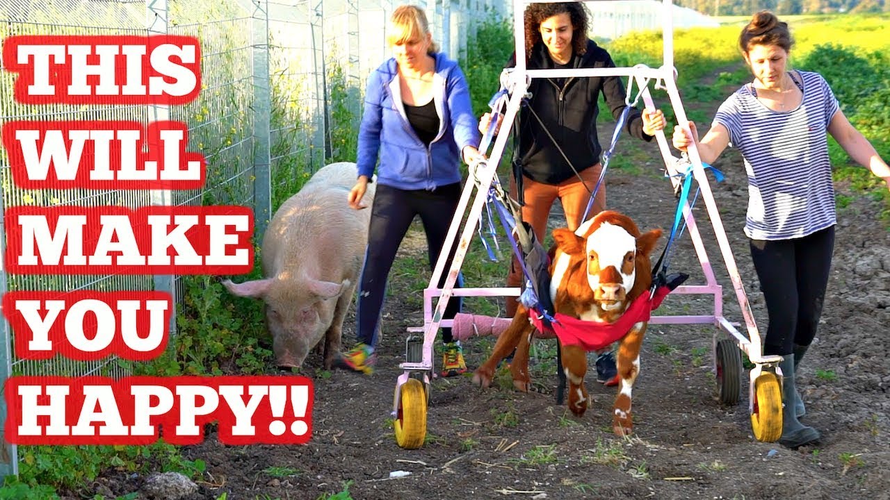 Adorable animals who survived the meat industry. [WARNING: Will make ...