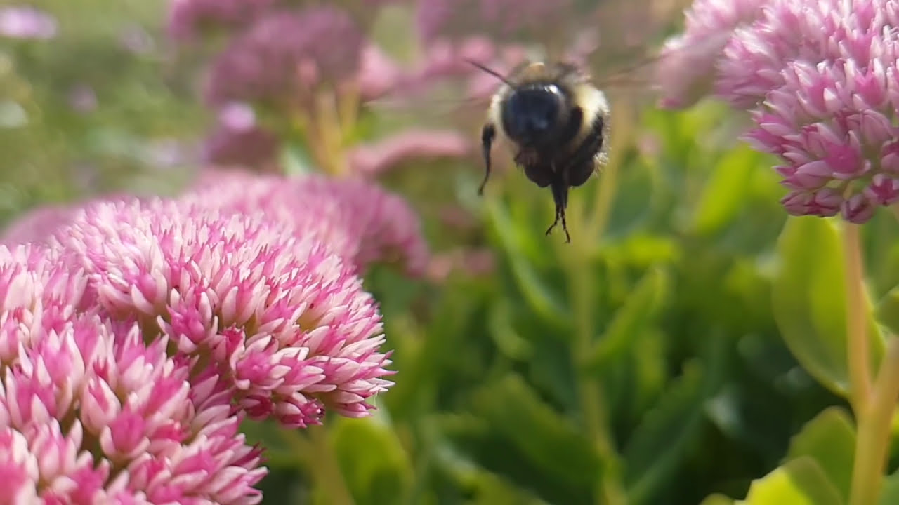 Slow Motion Bumble Bees - YouTube