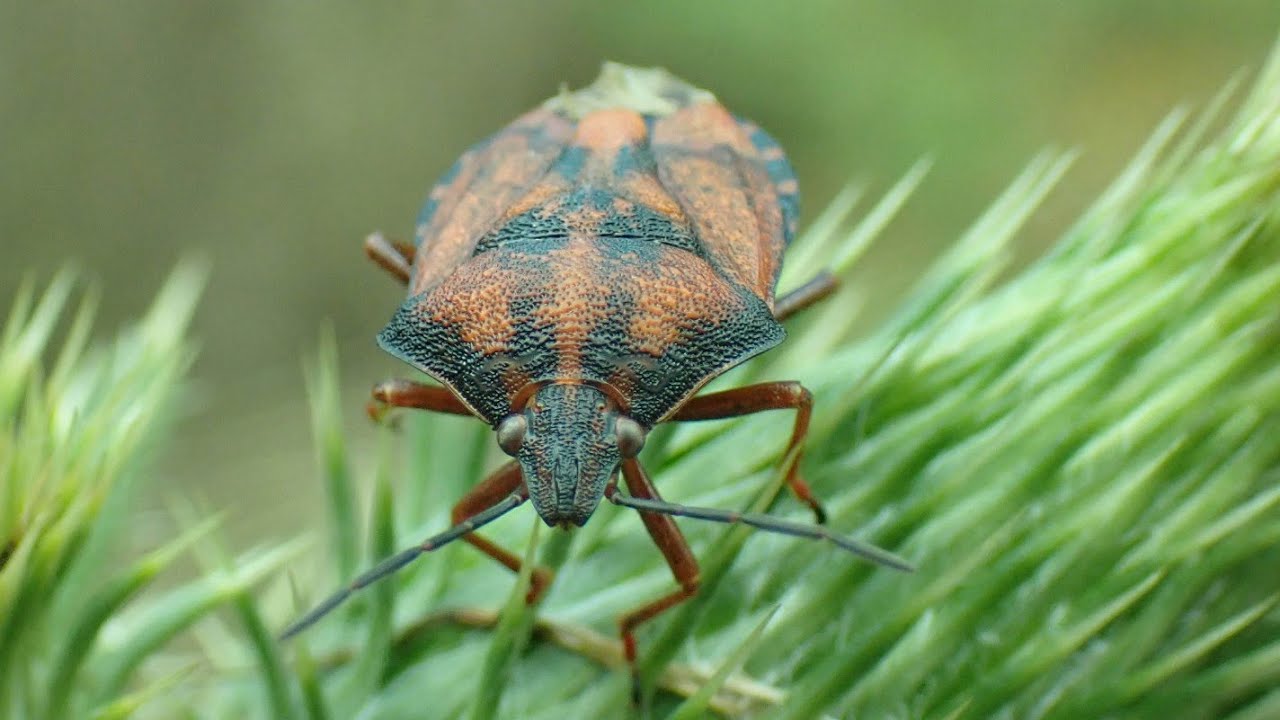 Mediterrane Vruchtenschildwants/Red Shield Bug (Carpocoris ...