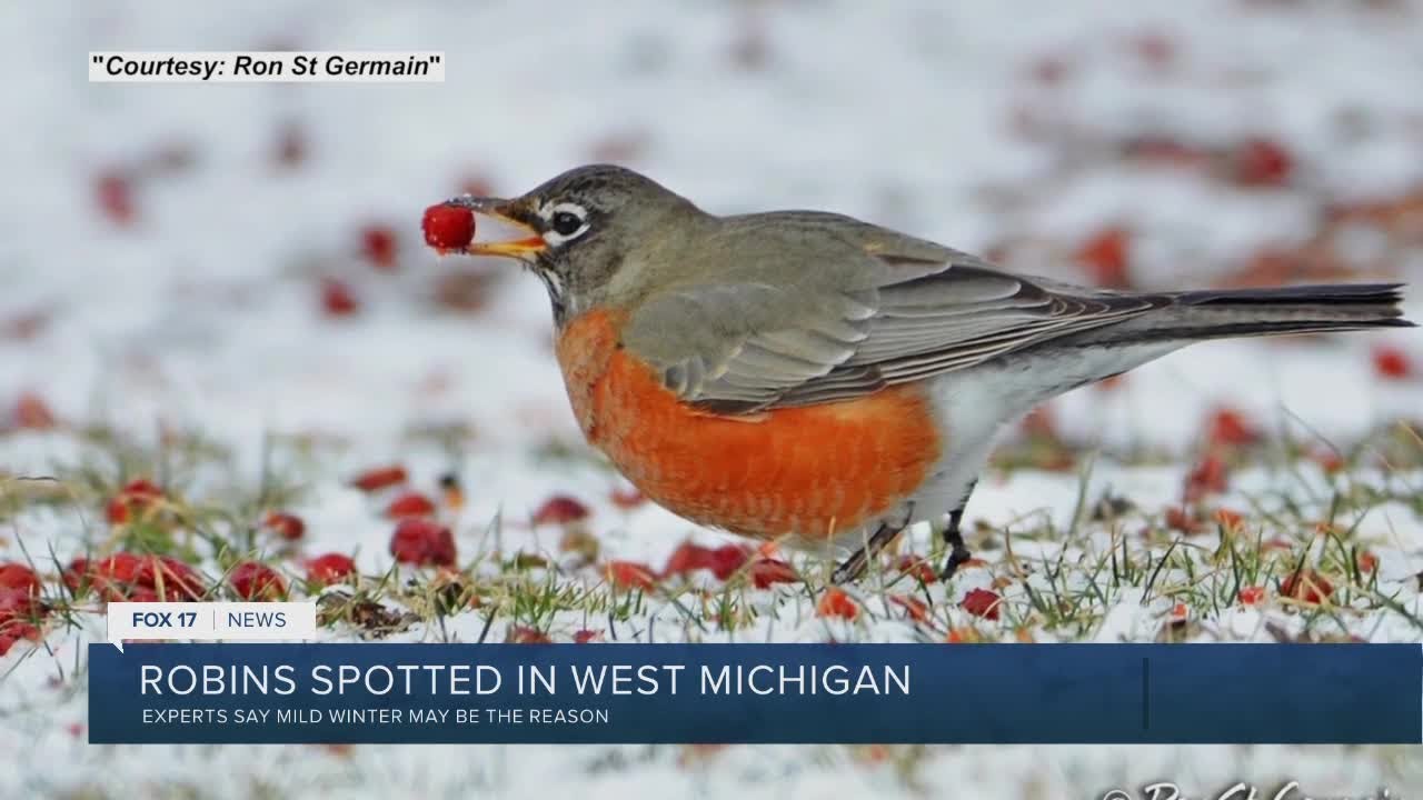 Robins Being Spotted All Over West Michigan - YouTube