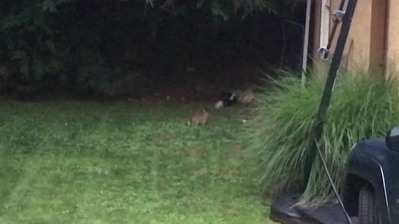 Rabbit plays with Skunk - YouTube