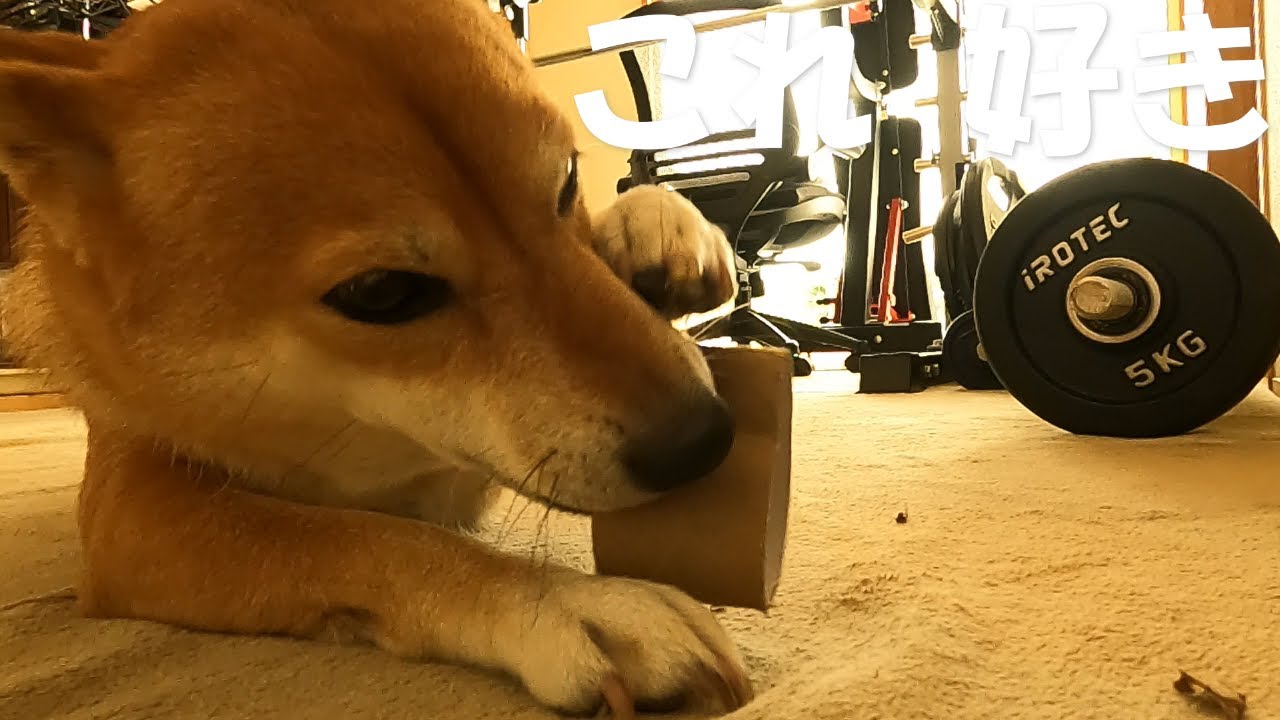 【Shiba Inu Momiji】柴犬もみじの紙遊び - YouTube