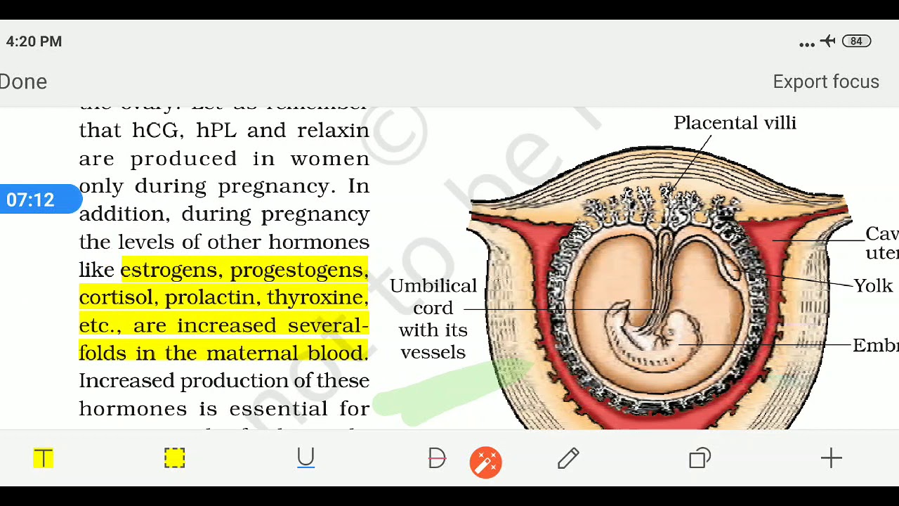 Class Xii Biology Ch 3 Part 7 Pregnancy And Embryonic Development Human Reproduction Ncert Youtube