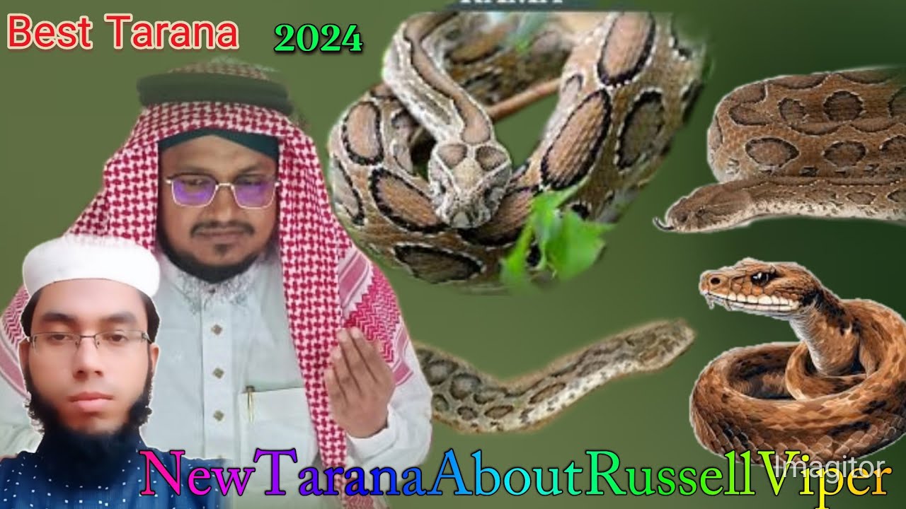 New Tarana About Russell Viper Singer Kawal Zubair Contact Number ...