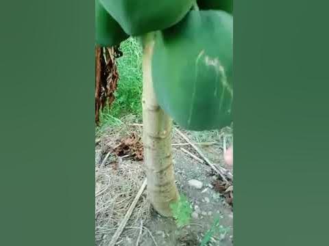 magtanim tayo para may anihin - YouTube