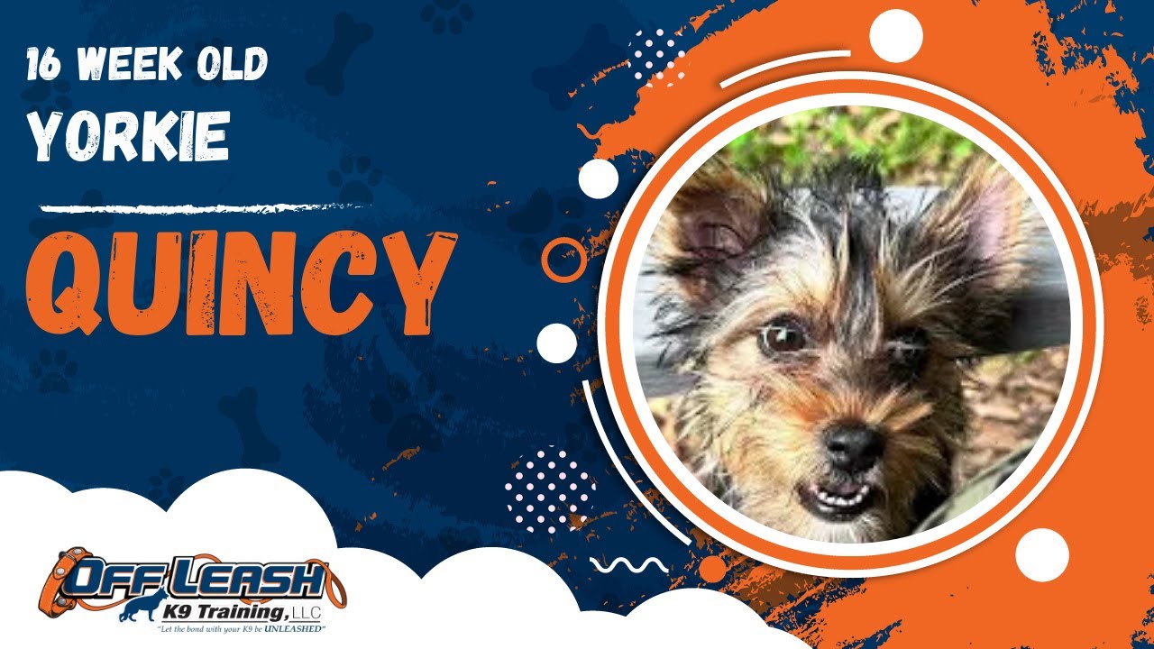 Quincy | 16 Week Old Yorkie | 1 Week Puppy Board & Train | Off Leash K9 ...