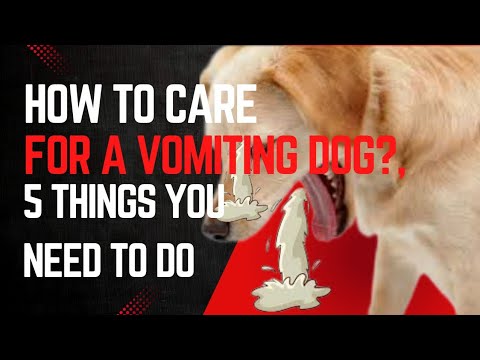 How to care for a vomiting dog?, 5 things you need to do. | Paws and ...