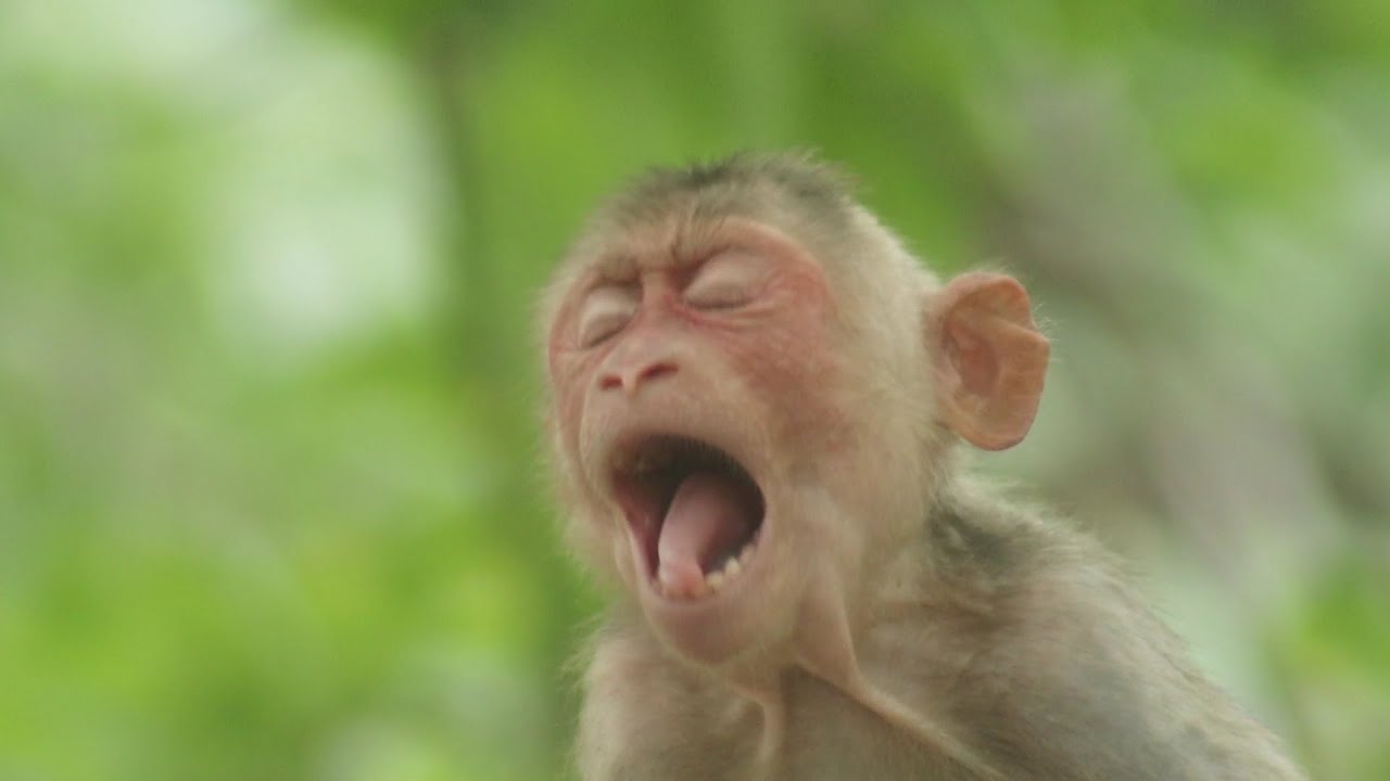 Pitiful baby monkey falling asleep - YouTube
