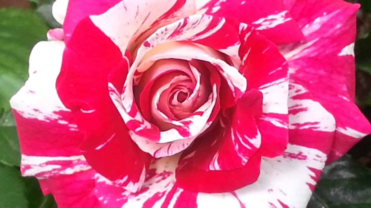 Neil Diamond Rose in Bloom - YouTube
