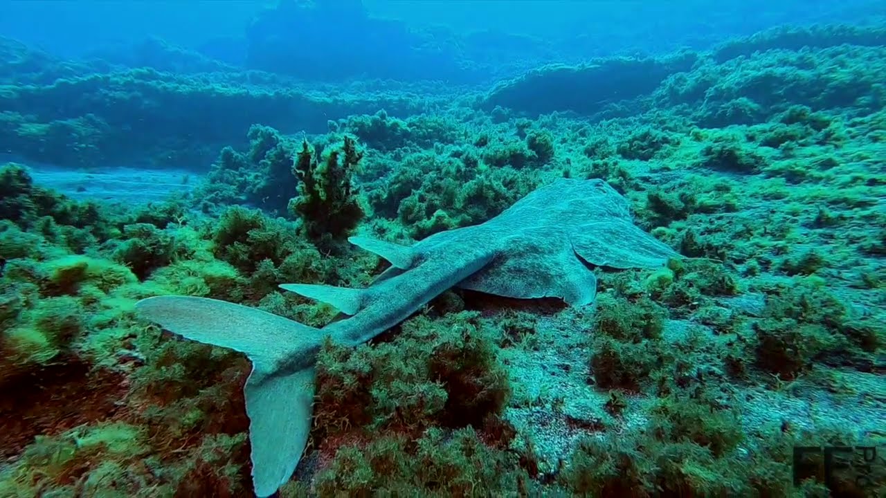 Butterfly Ray & Angel Shark / Diving Tenerife - OCEANCANARIES - YouTube